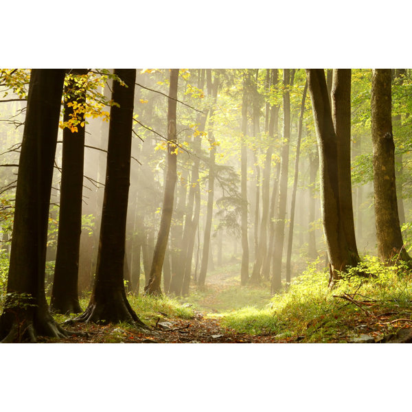 Millwood Pines Misty Forest - Wrapped Canvas Photograph | Wayfair Millwood Pines Misty Forest - Wrapped Canvas Photograph | Wayfair